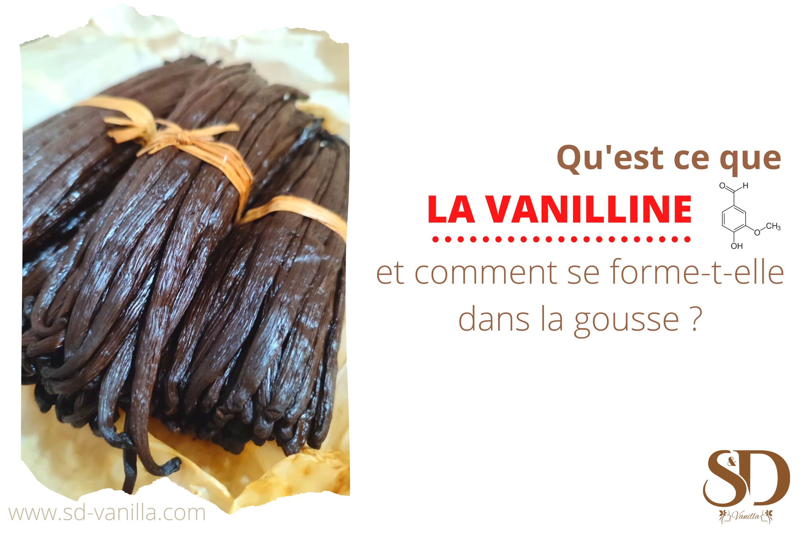 C'est quoi la vanilline ? Comment se forme-t-elle dans la gousse